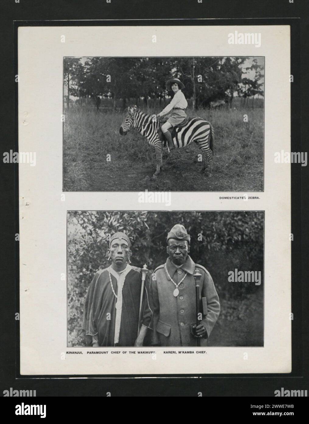 Photograph shows a domesticated zebra in Nairobi, Kenya, alongside ...