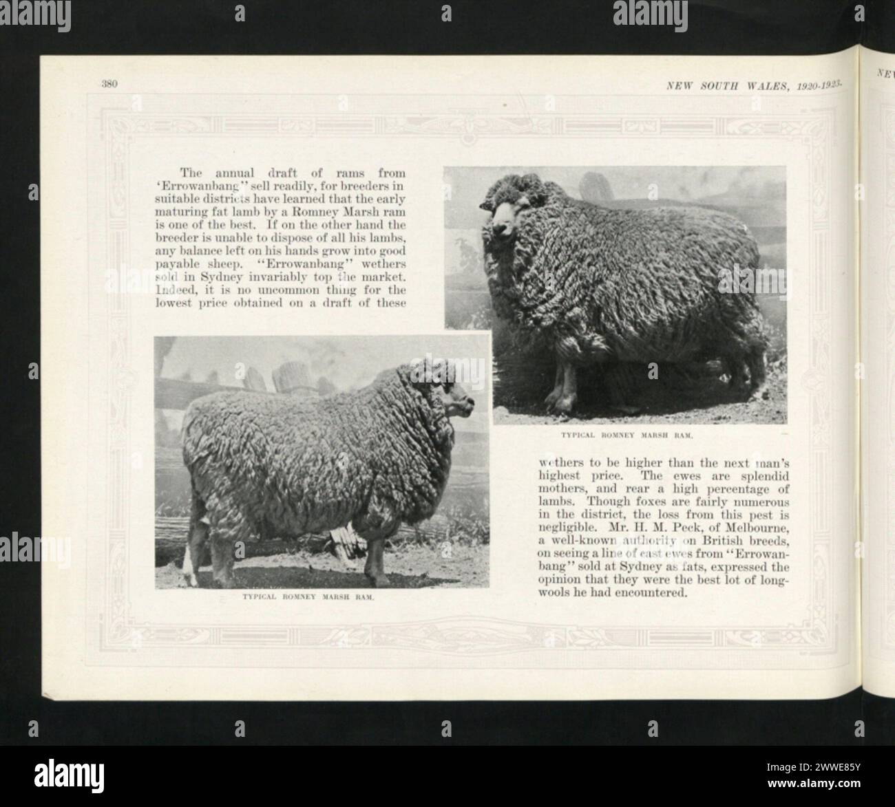 Description: Typical romney marsh ram. Location: New South Wales ...