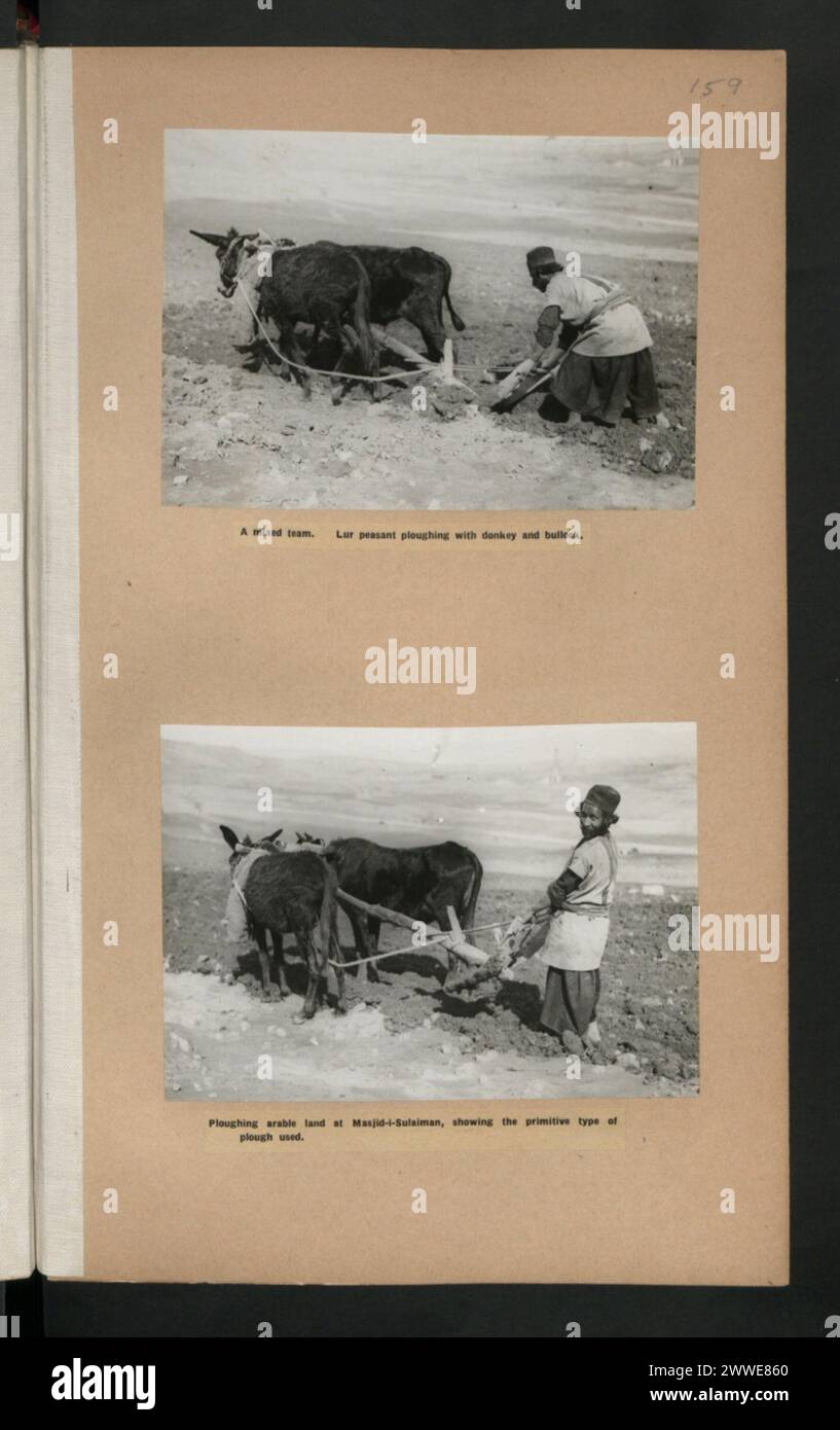 Donkey team hi-res stock photography and images - Alamy