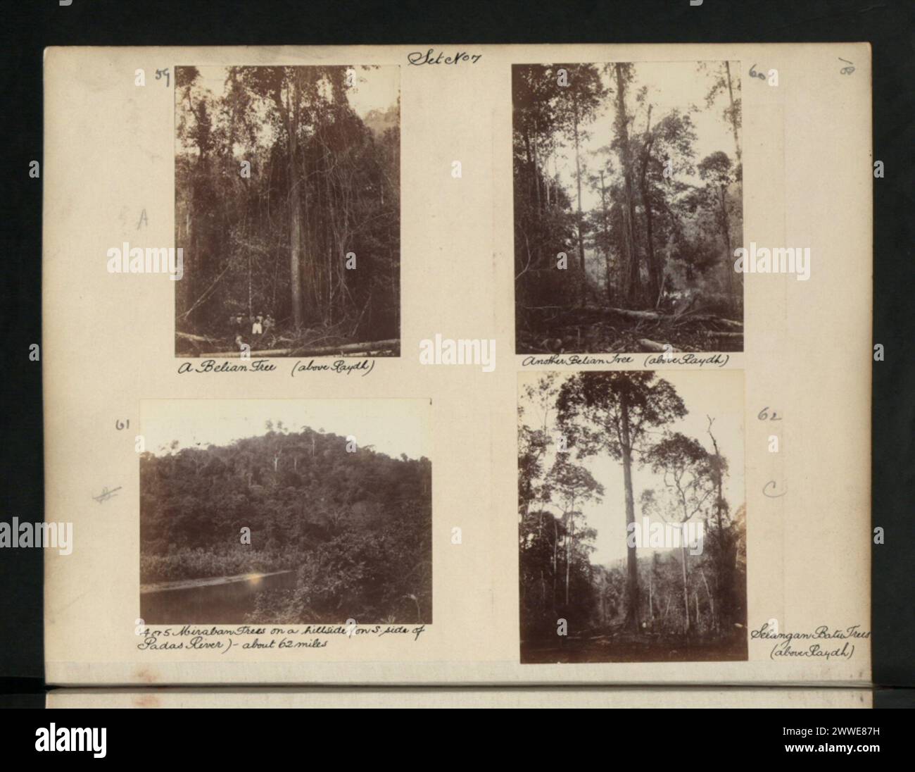 Belian, Miraban, and Selangan Batu trees along hillsides and above ...