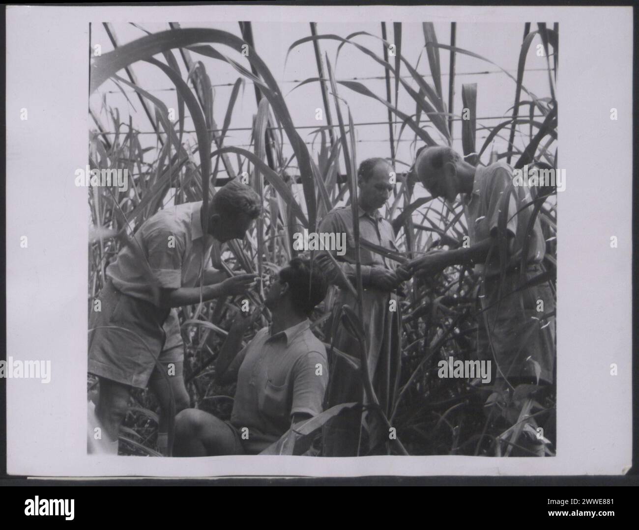 Description: Trinidad and Tobago. 'Imperial College of Tropical ...