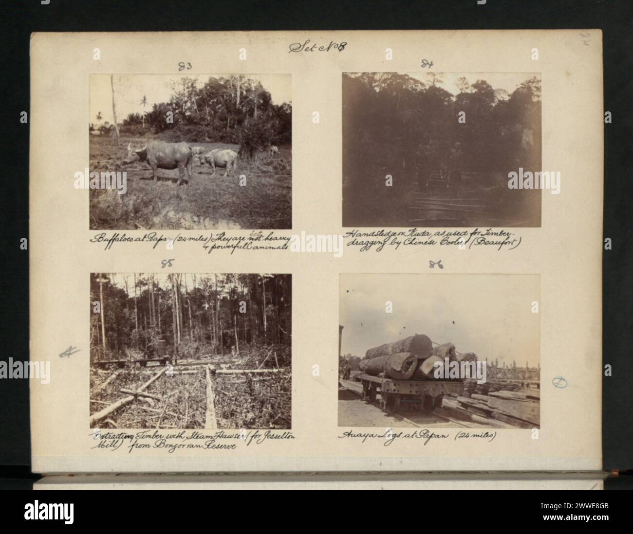 Description: Buffaloes at Papan (24 miles). They are heavy & powerful ...