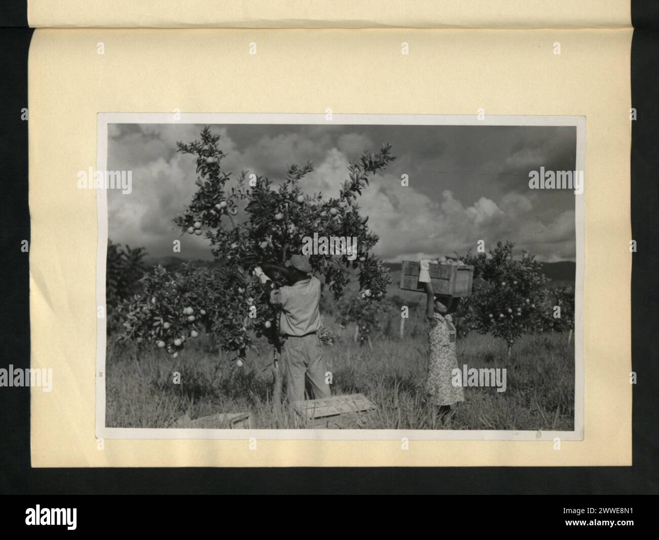 Description: Jamaican agriculture Location: Jamaica Date: 1940 jamaica ...