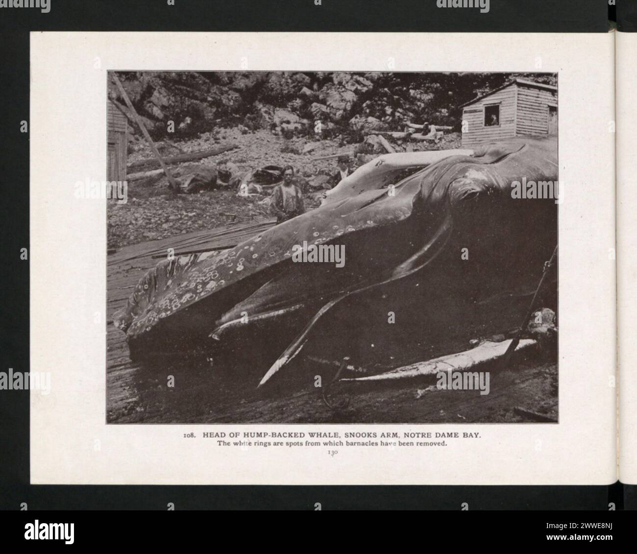 Description: Head of Hump-Backed Whale, Snooks Arm, Notre Dame Bay. The ...