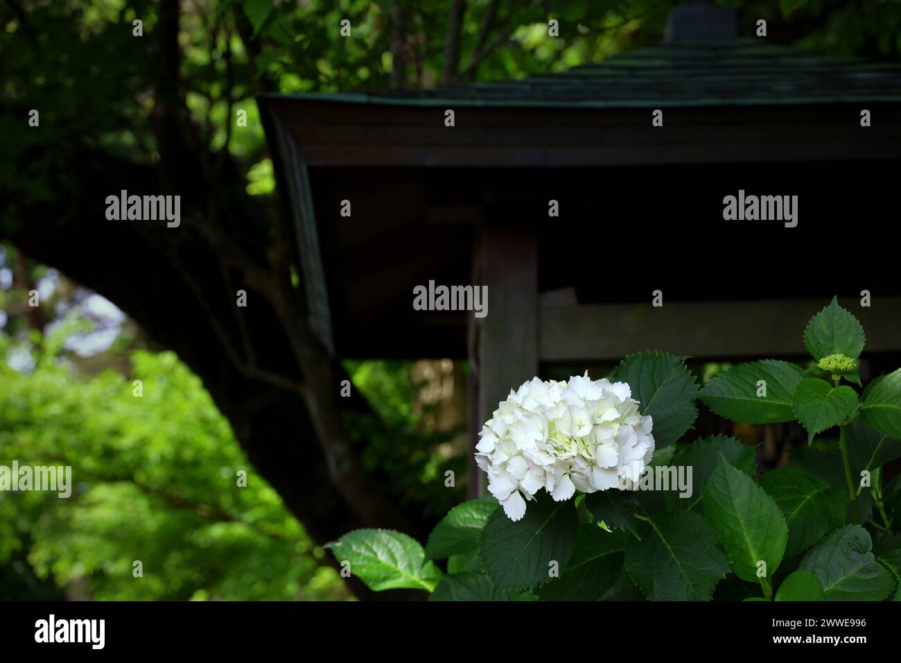 White hydrangea flowers blooming in a corner of a Japanese garden Stock ...