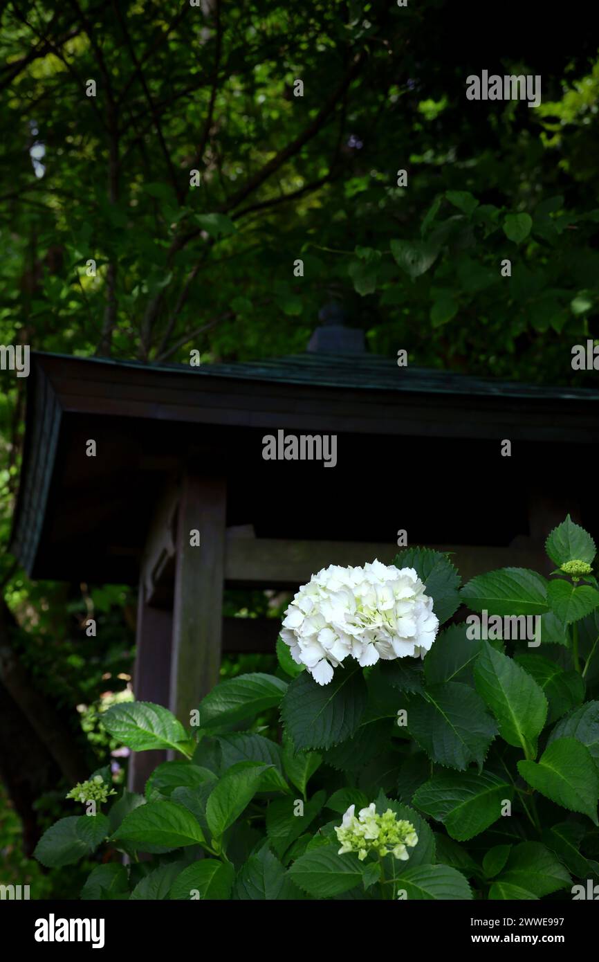 White hydrangea flowers blooming in a corner of a Japanese garden Stock ...