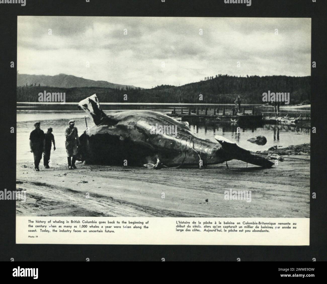 Whaling in British Columbia, Canada, began in the early 20th century ...