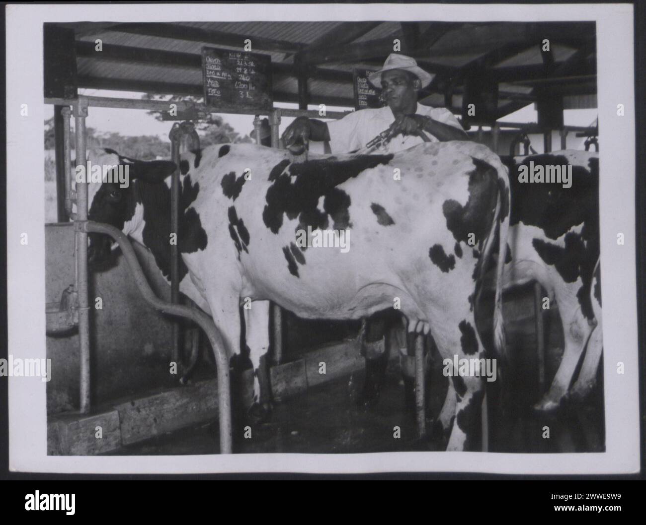 Description: Trinidad and Tobago. 'The Eastern Caribbean Farm Institute ...