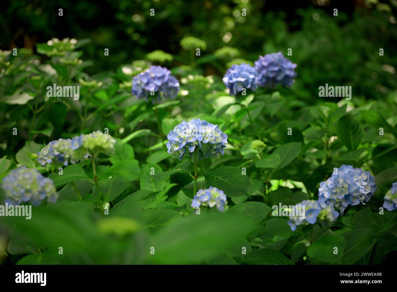 Light blue hydrangea flowers blooming beautifully in the fresh greenery Stock Photo - Alamy
