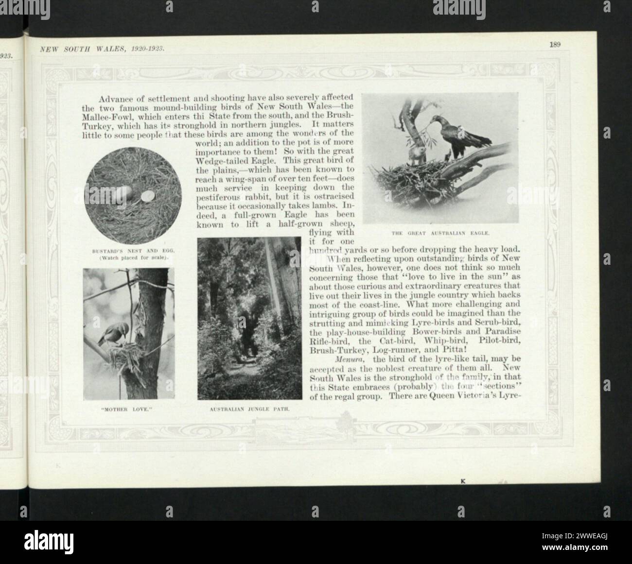 Eagle egg nest hi-res stock photography and images - Alamy