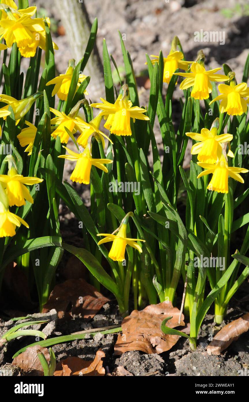 Copenhagen, Denmark /23 March 2024/.Daffodils flowers for sale in ...