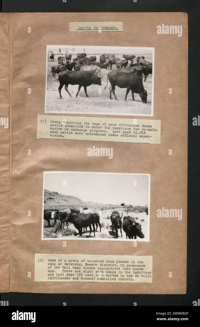 Description: Cattle Improvement. Group depicting the type of good ...