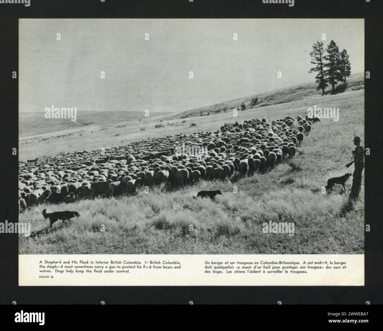 Description: A Shepherd and His Flock in Interior British Columbia. In ...