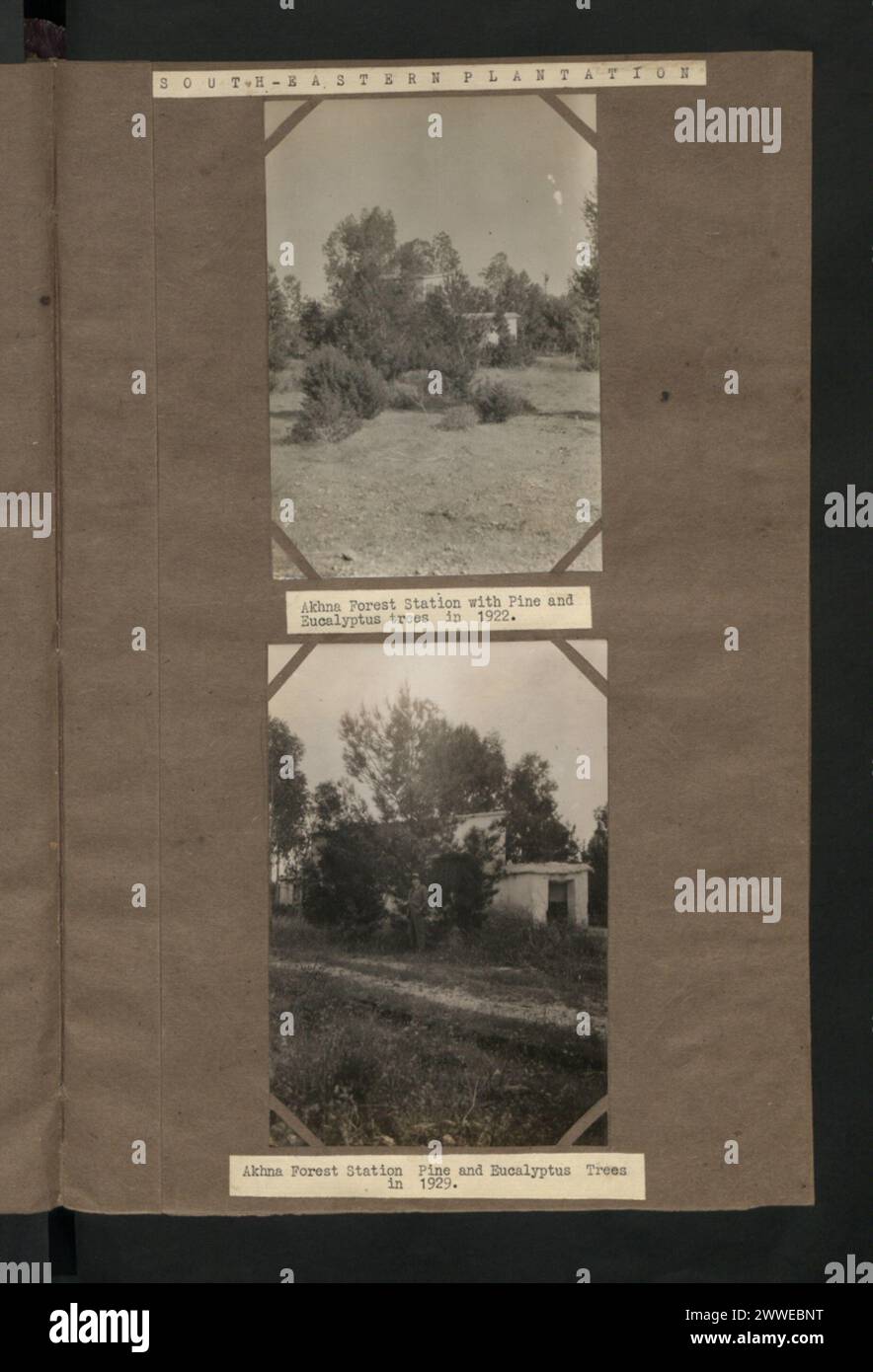 Description: South-Eastern Plantation. Akhna Forest Station with Pine ...