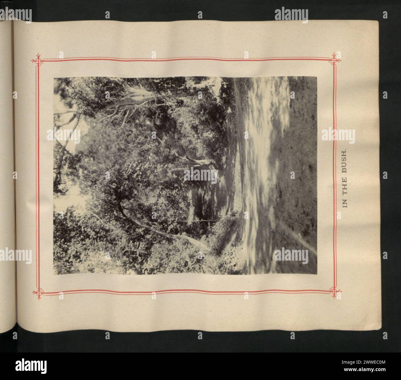 Description: In the Bush Location: Eshowe, South Africa eshowe, africa ...