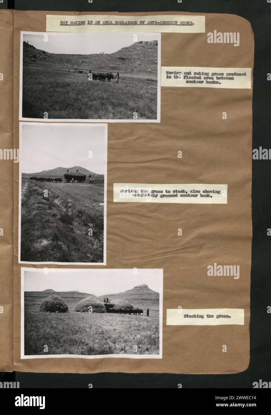 Description: Hay Making in an Area Reclaimed by Anti-Erosion Works ...