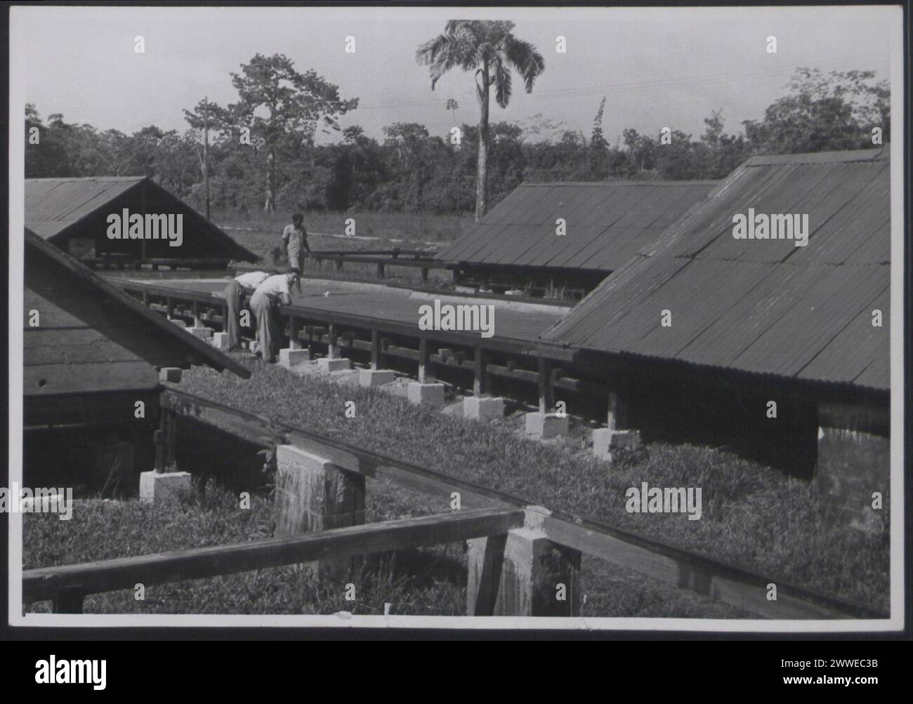 Cocoa trinidad tobago trinidad tobago hi-res stock photography and ...