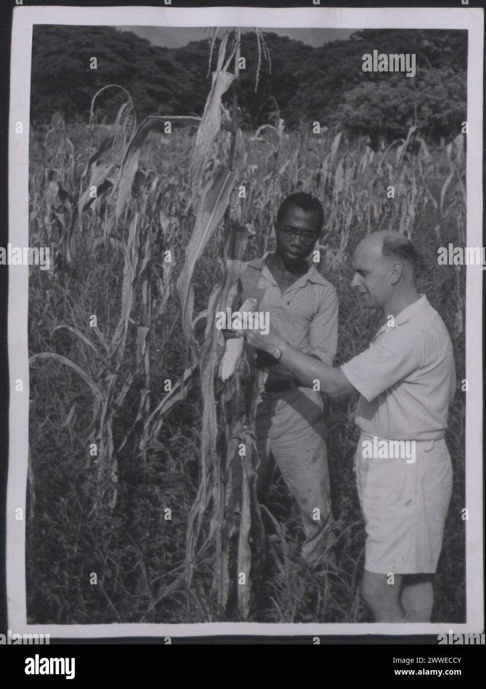 At the Imperial College of Tropical Agriculture in Trinidad and Tobago ...