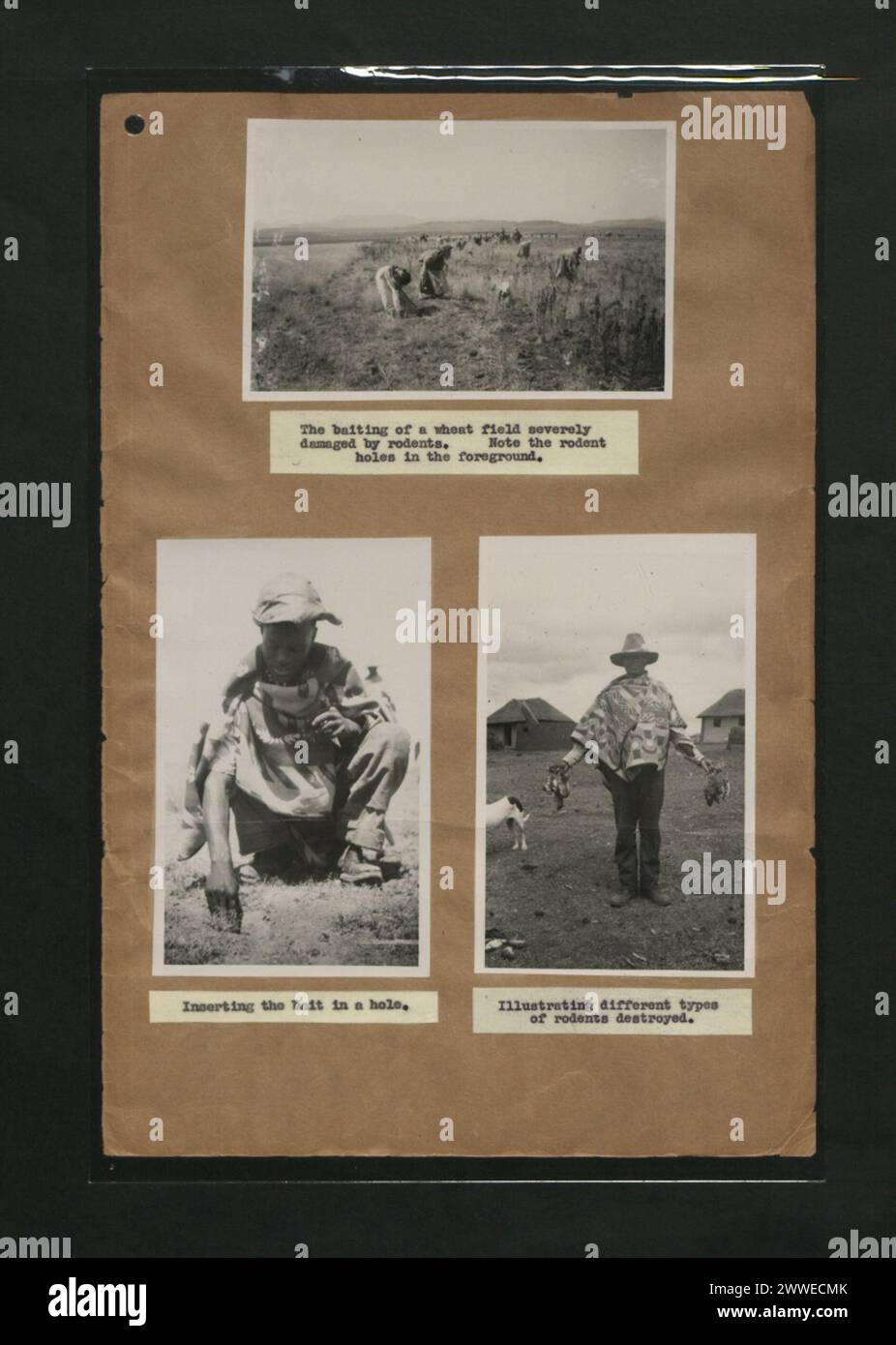 Description: The baiting of a wheat field severely damaged by rodents ...