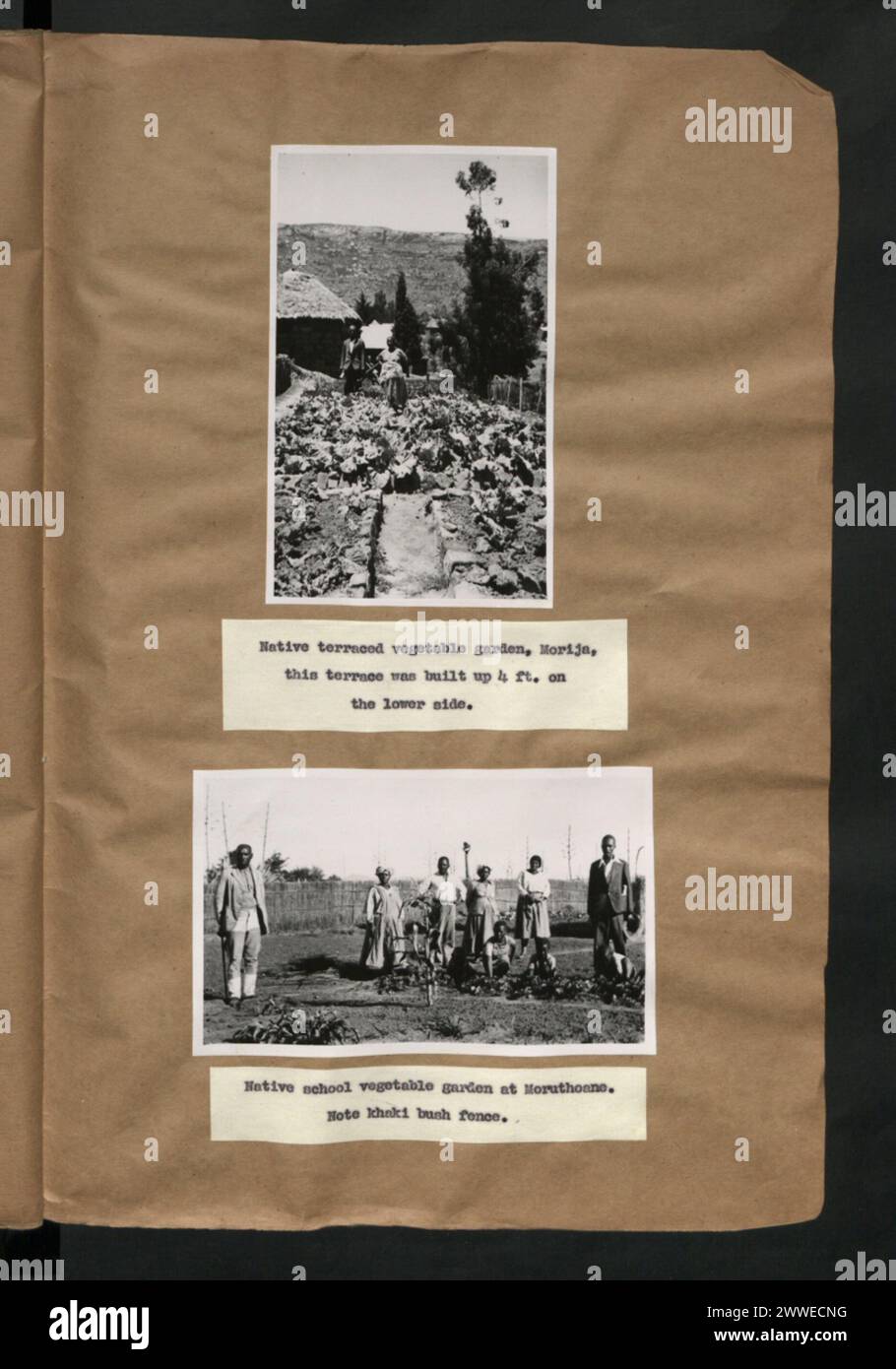 Description: Native terraced vegetable garden, Morija, this terrace was ...