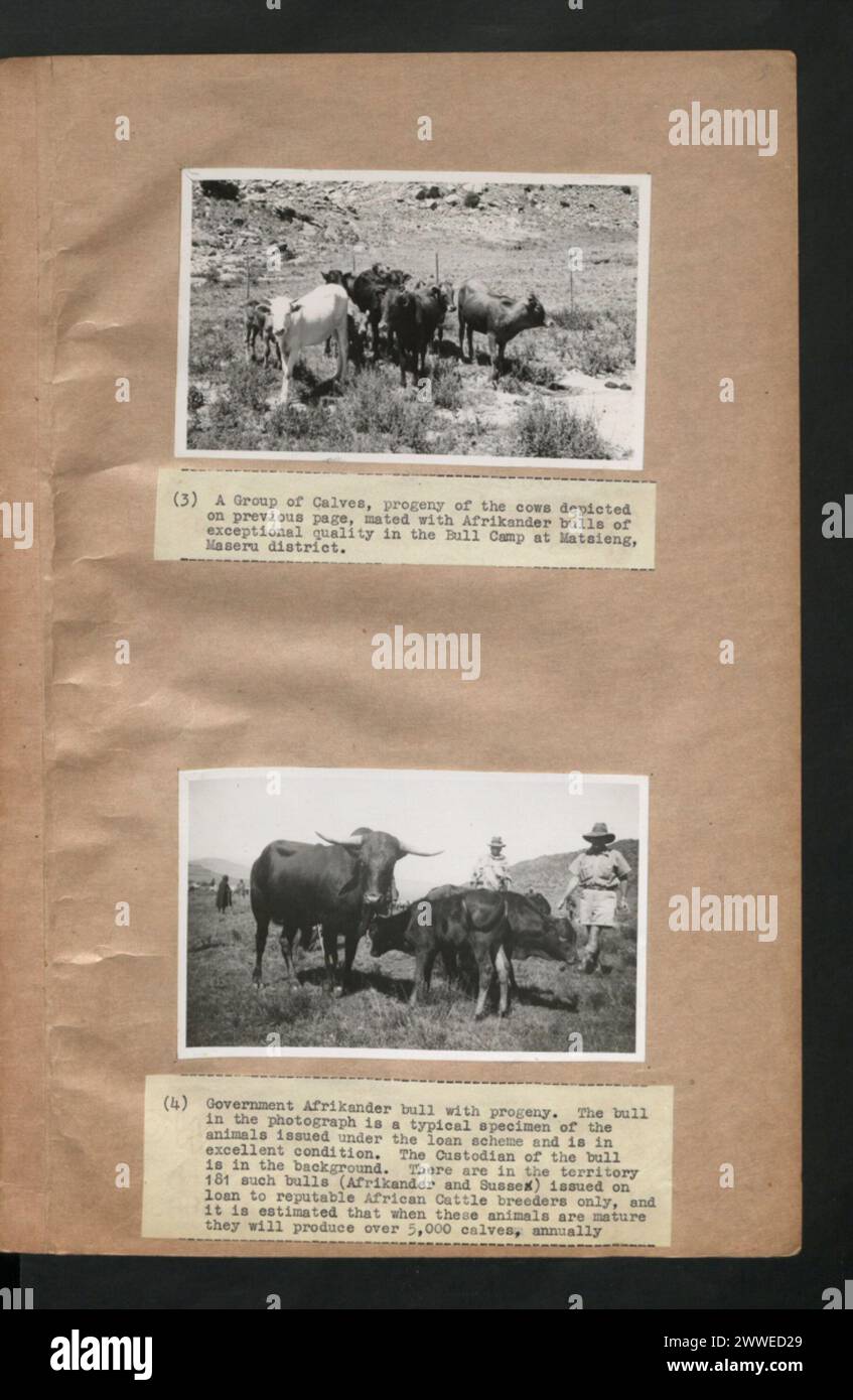 Afrikander bulls and their calves at Matsieng Bull Camp, Maseru ...