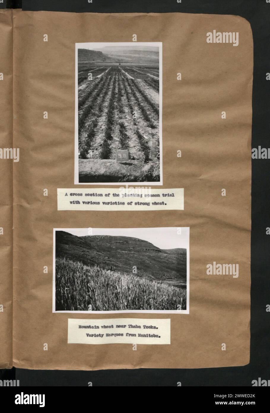 Description: A cross section of the planting season trial with various ...