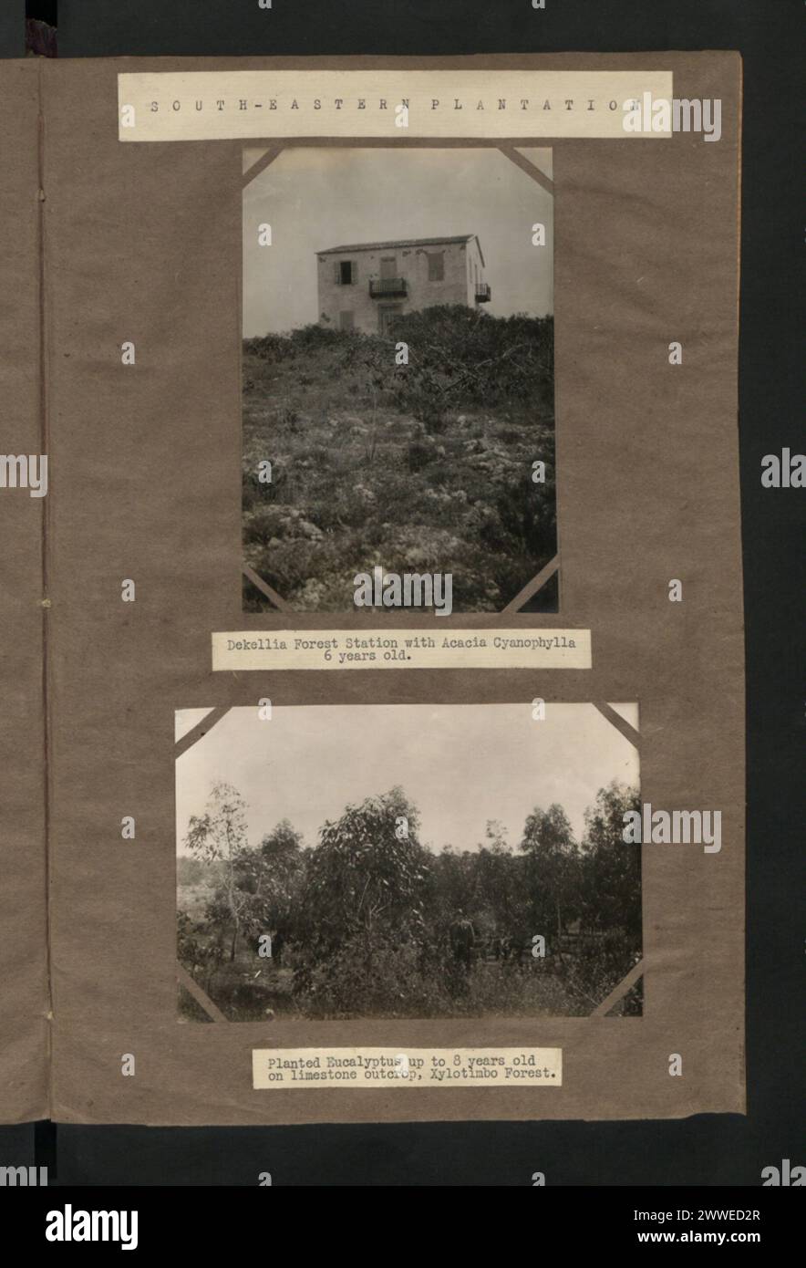 Acacia acacia cyprus hi-res stock photography and images - Alamy