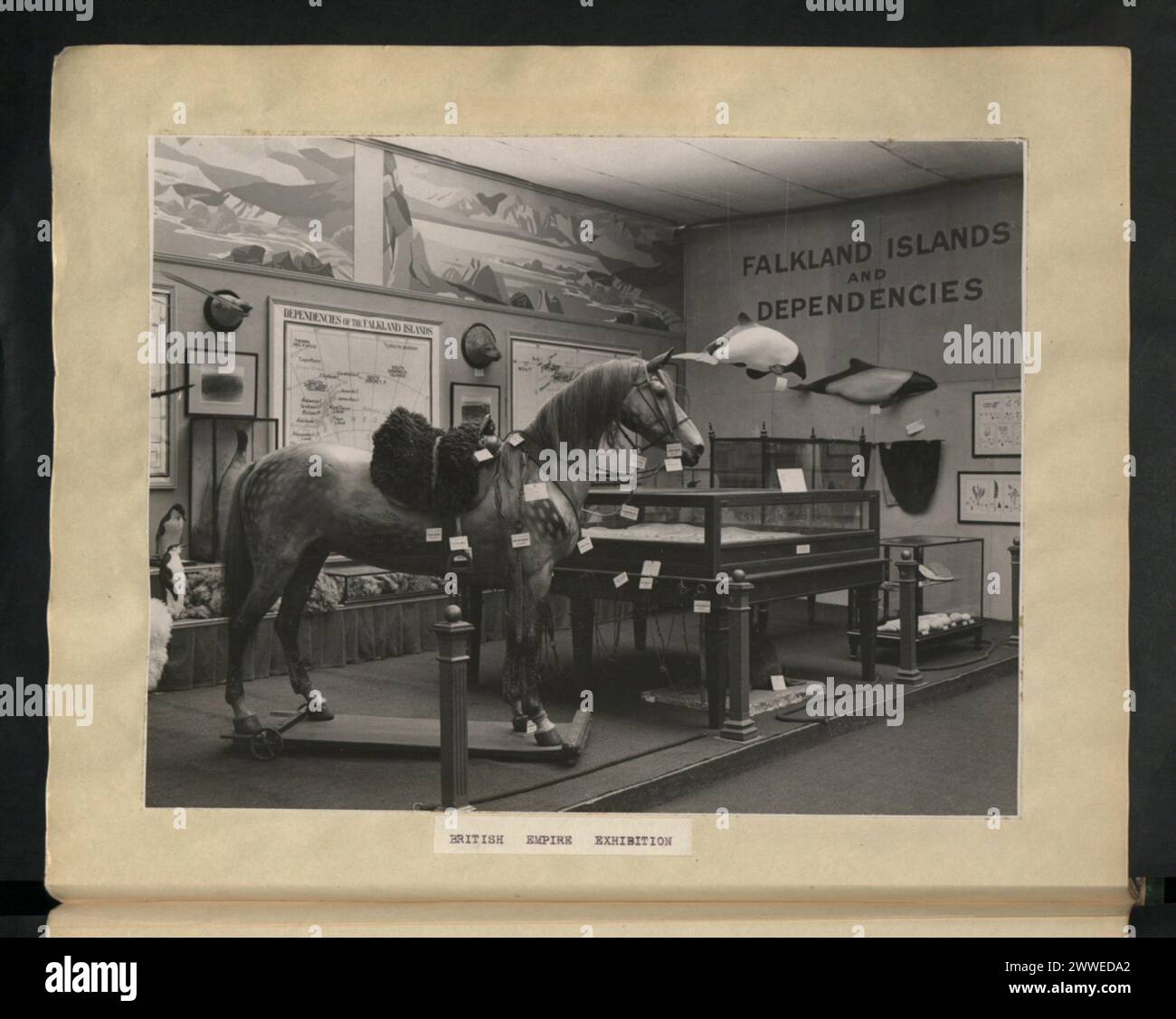 Photograph of the British Empire Exhibition in the Falkland Islands ...