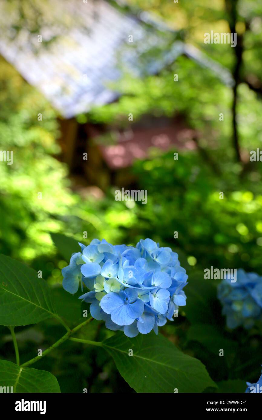 Light blue hydrangeas blooming in the lush green mountains of Kamakura Stock Photo - Alamy