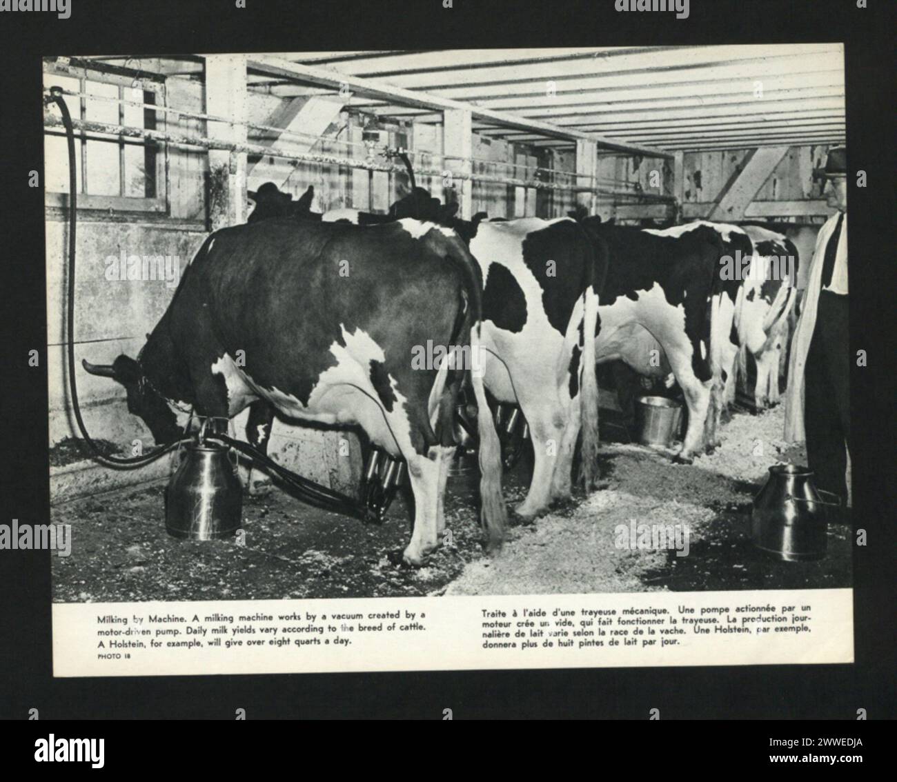 Description: Milking by Machine. A milking machine works by a vacuum ...