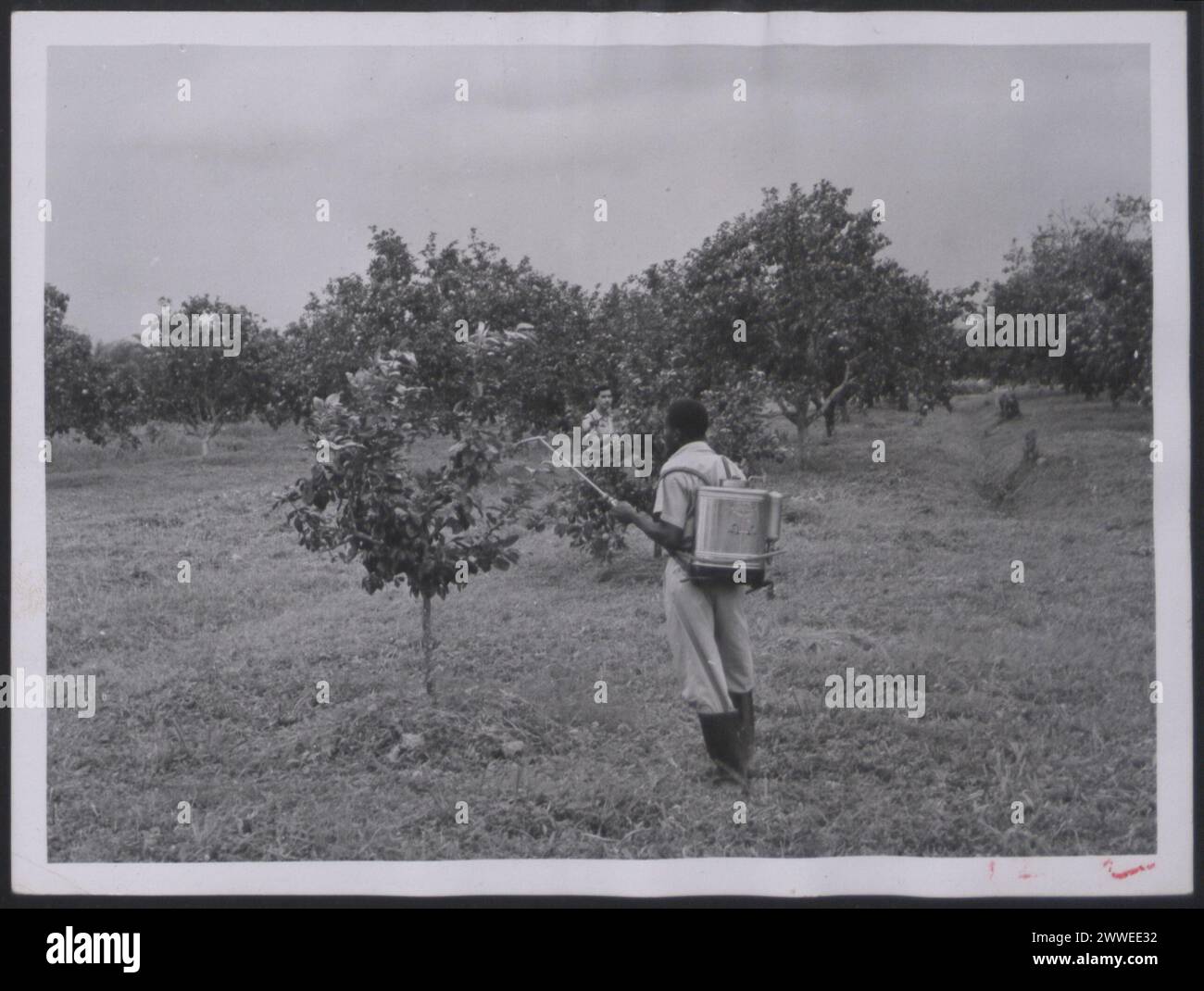 Students at the Eastern Caribbean Farm Institute spray young citrus ...
