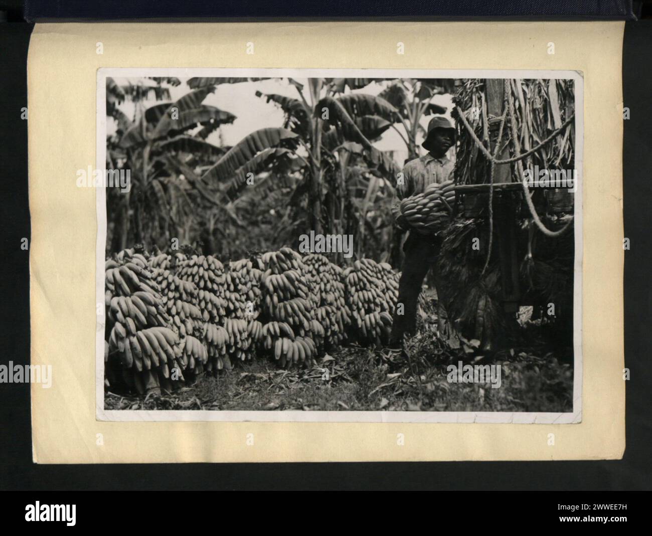 Jamaican agriculture scene, showing farmland, crops, fields, and ...