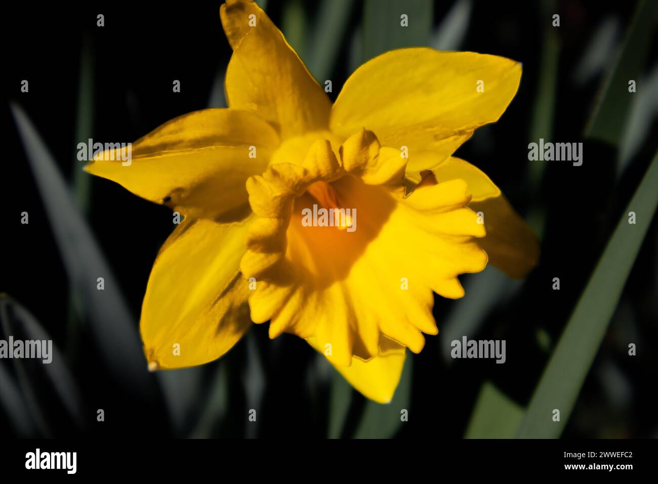 Yellow daffodil flower bloom in garden hi-res stock photography and ...