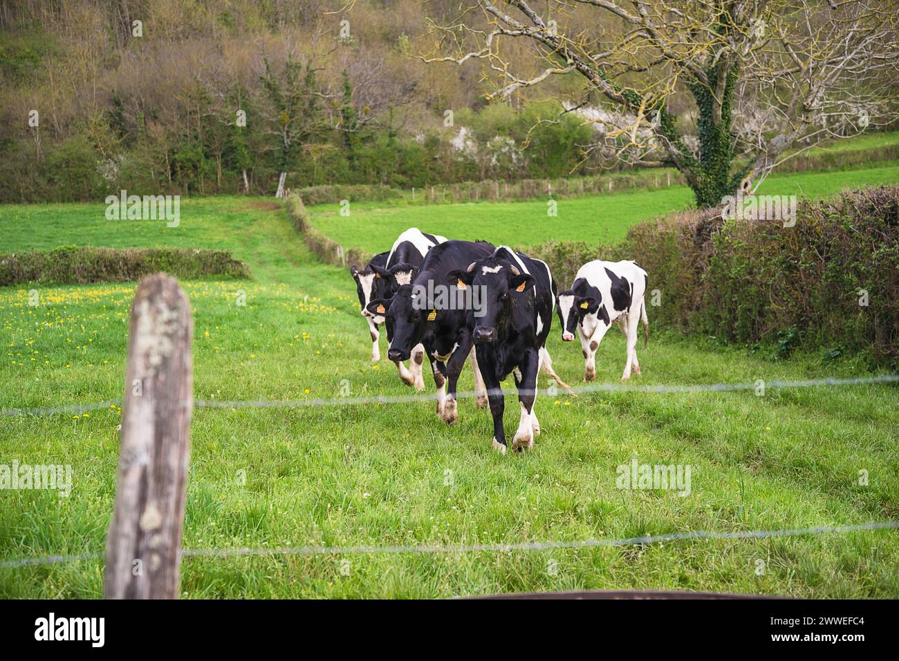 Cattle of Holstein friesien cows Stock Photo - Alamy