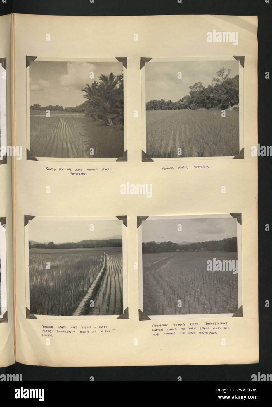 Description: Sago palms and young padi, Putatan. Location: Putatan ...