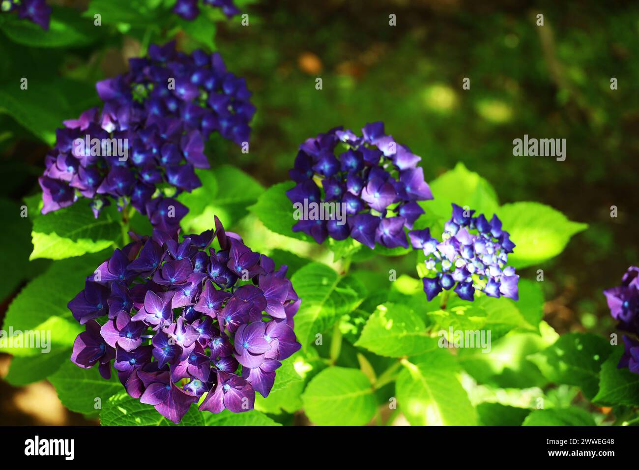 Hydrangea japan forest hi-res stock photography and images - Alamy
