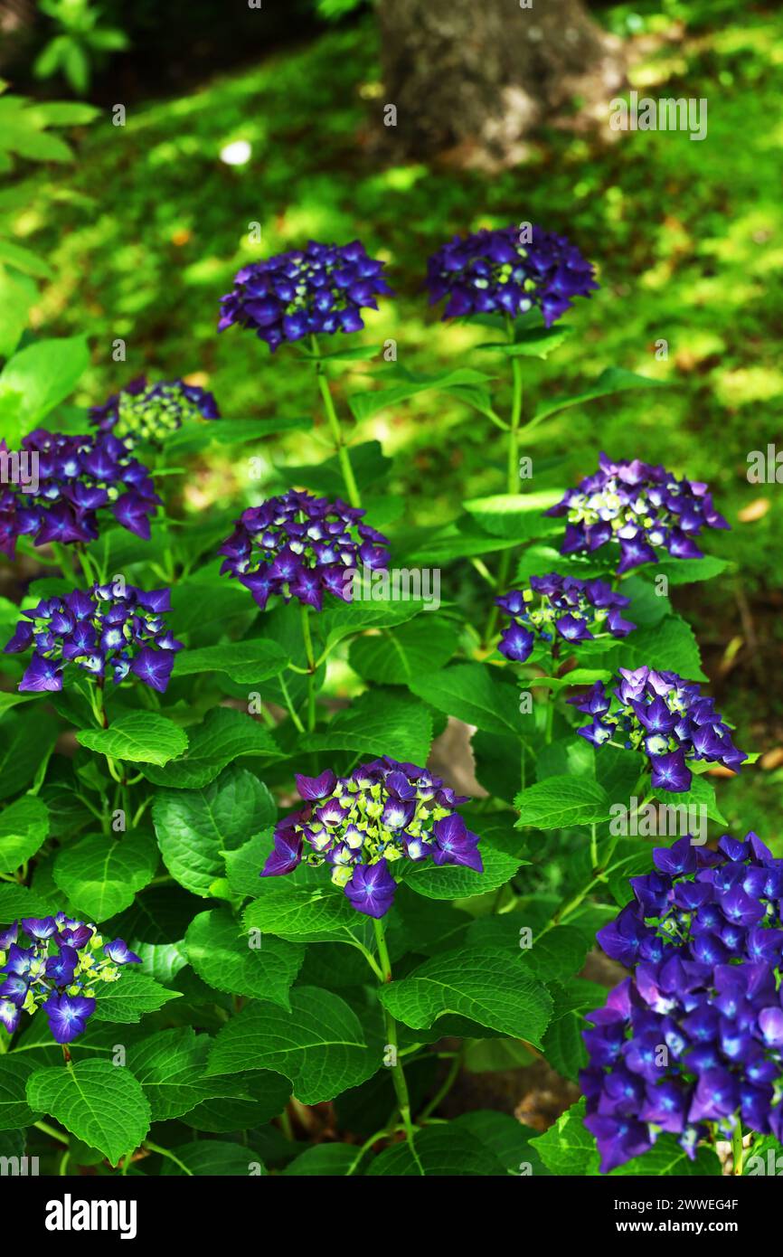 Hydrangea japan forest hi-res stock photography and images - Alamy