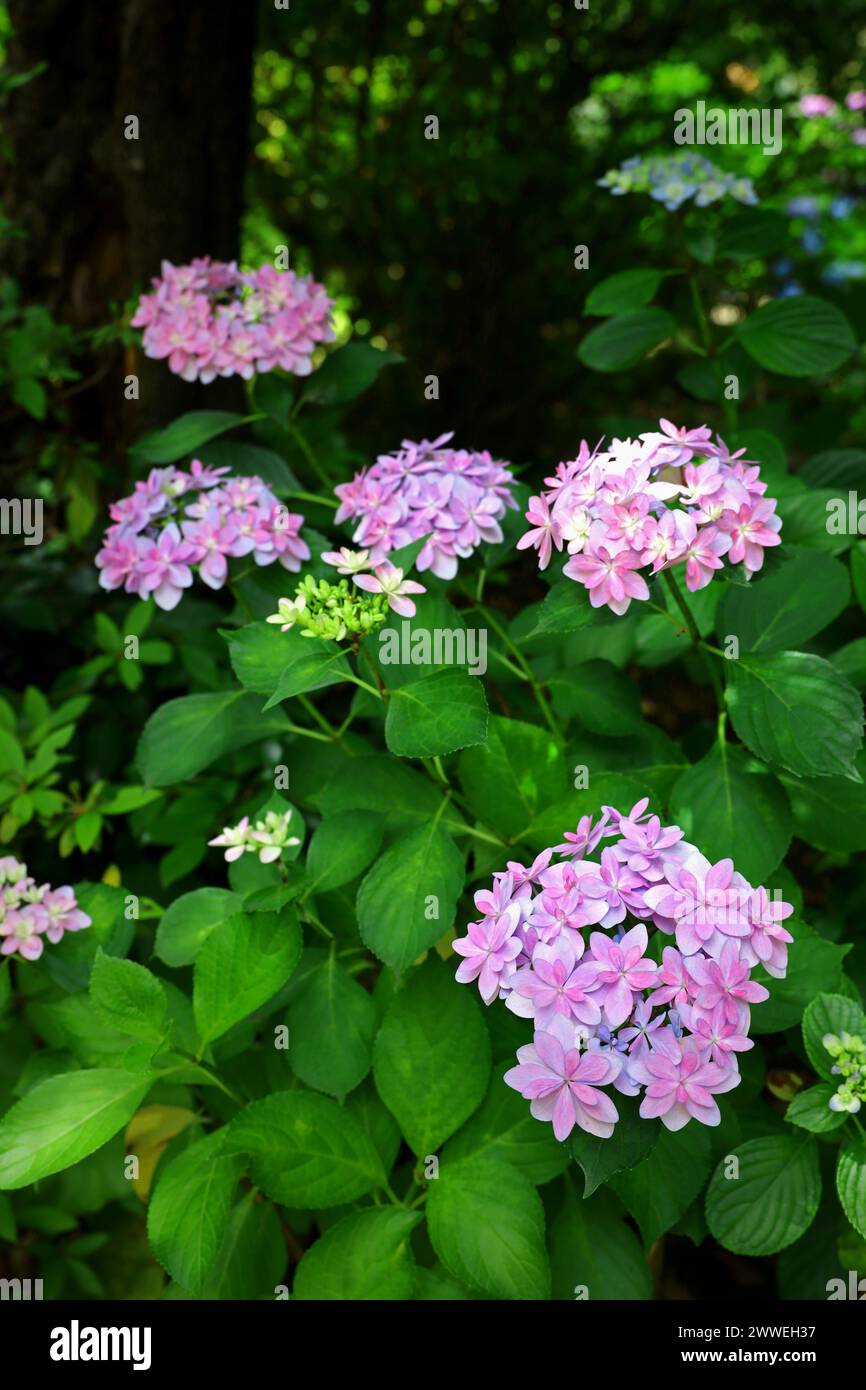 Hydrangea japan forest hi-res stock photography and images - Alamy