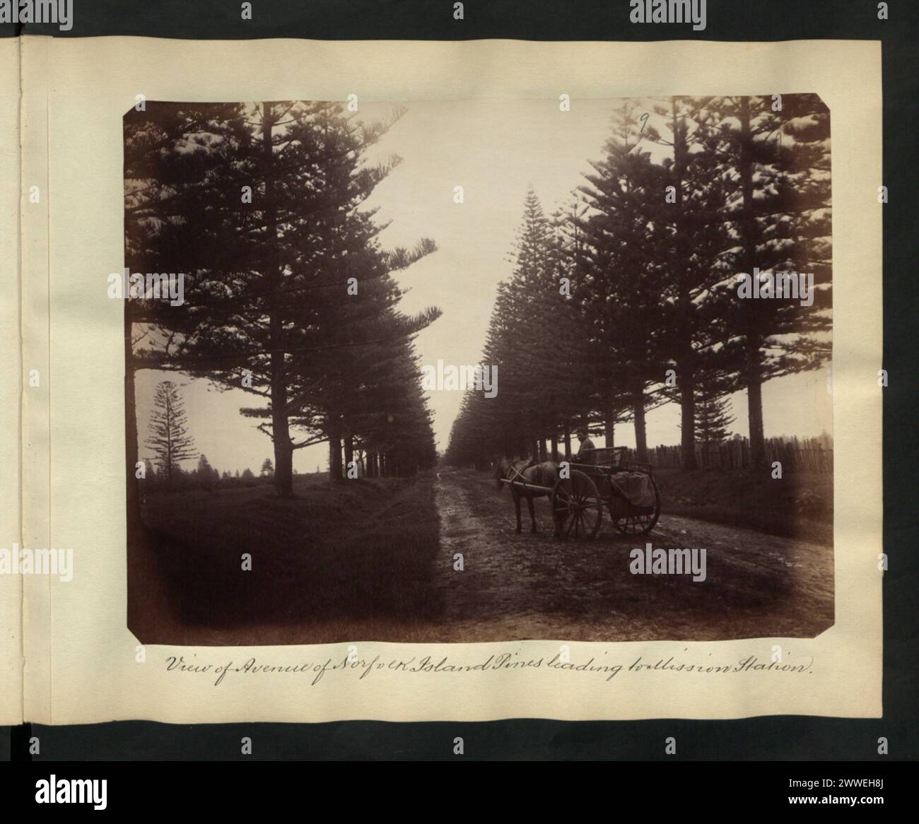 Photograph depicting an avenue of Norfolk Island pines leading to a ...