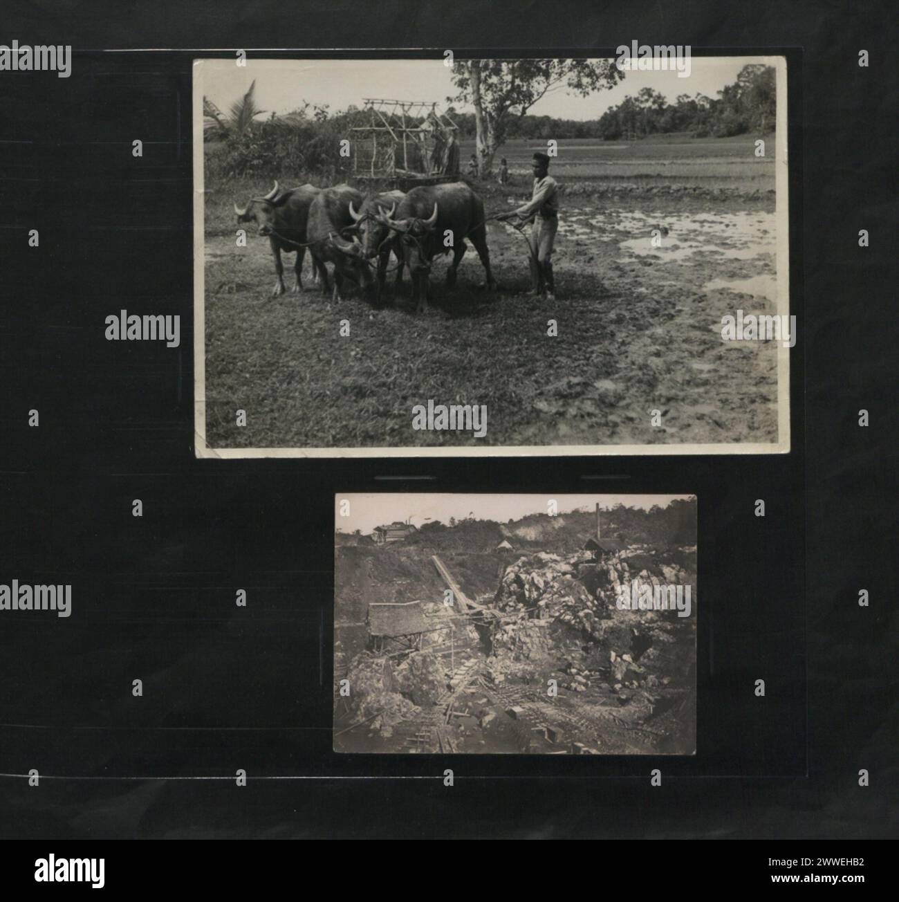 Description: A rice field. Location: Sarawak, Borneo Description: Bau ...