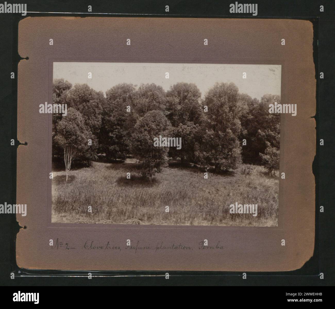 Description: Clove trees, Fufuni plantation, Pemba. Location: Pemba ...