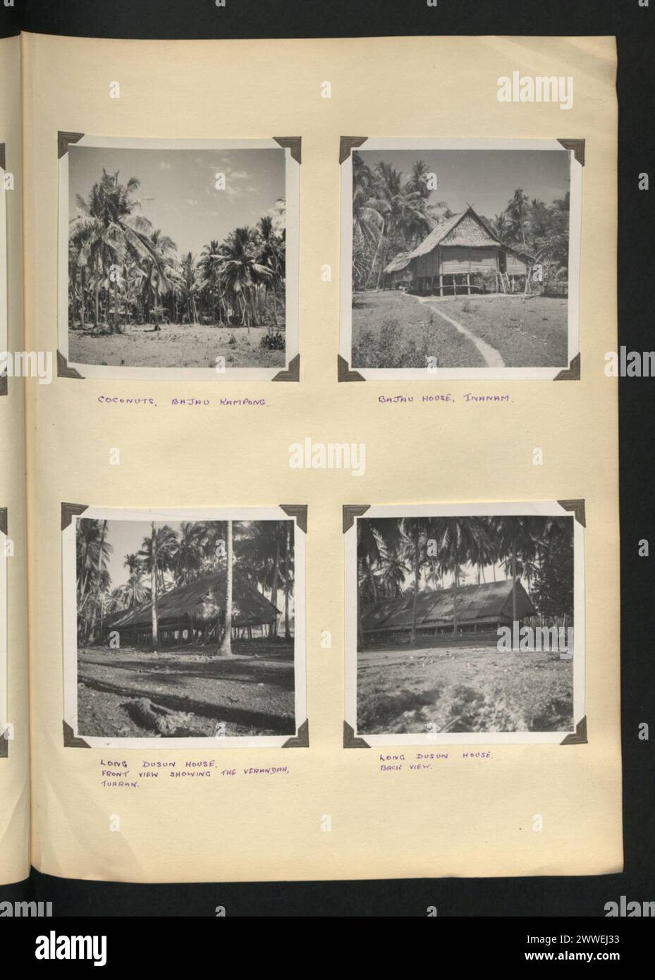 Description: Coconuts, Bajau Kampong. Location: Bajau Kampong, Borneo ...