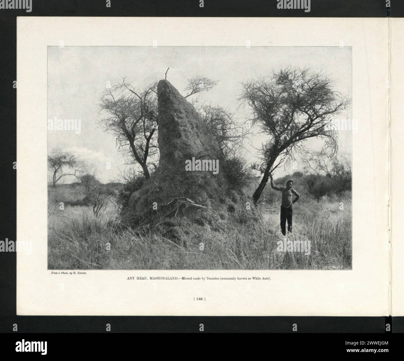 Description: Ant Heap, Mashonaland. Location: Mashonaland, South Africa ...