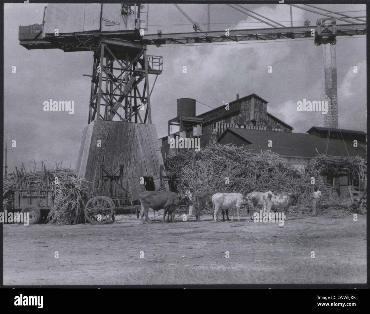 Photograph showing workers unloading sugar cane at Searle Estate in ...