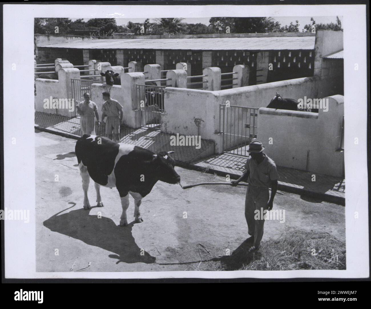 Bull pens at the artificial insemination centre operated by the Central ...