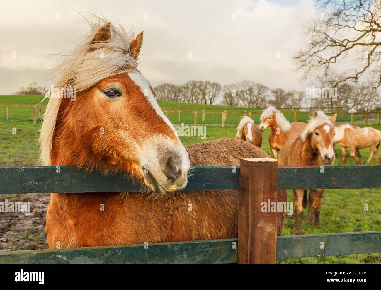 A herd of Haflinger Horses in a field with one whose mane isblowing in ...