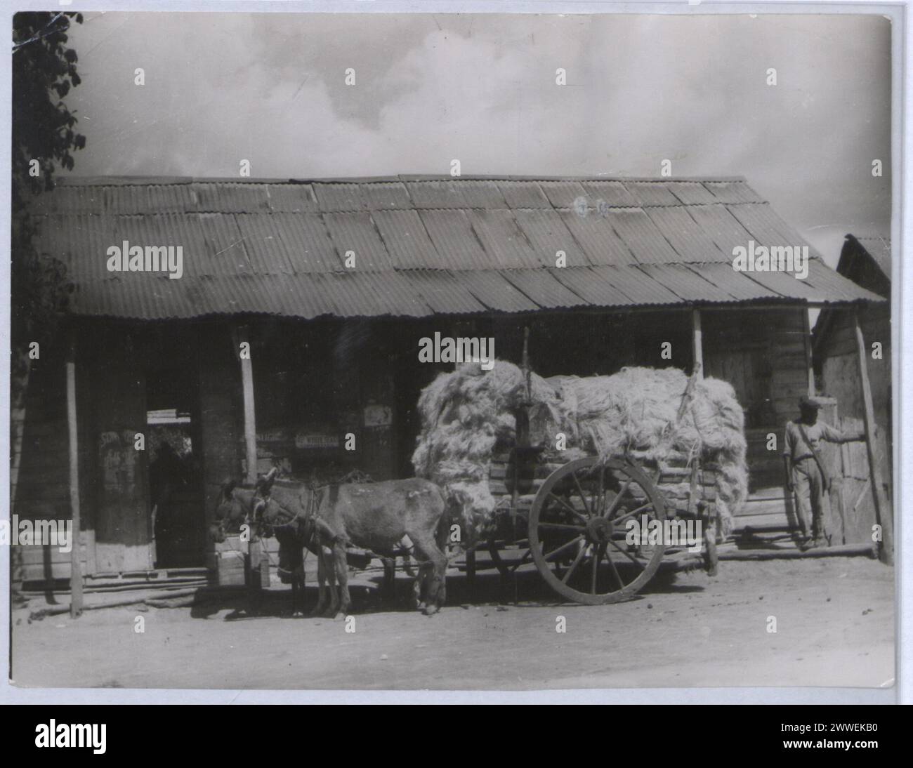 Donkey cart barbados hi-res stock photography and images - Alamy