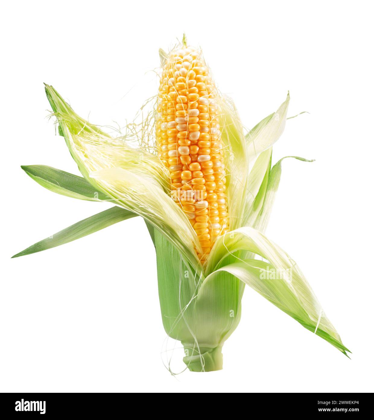 corn cob isolated on the white background. Clipping path Stock Photo ...