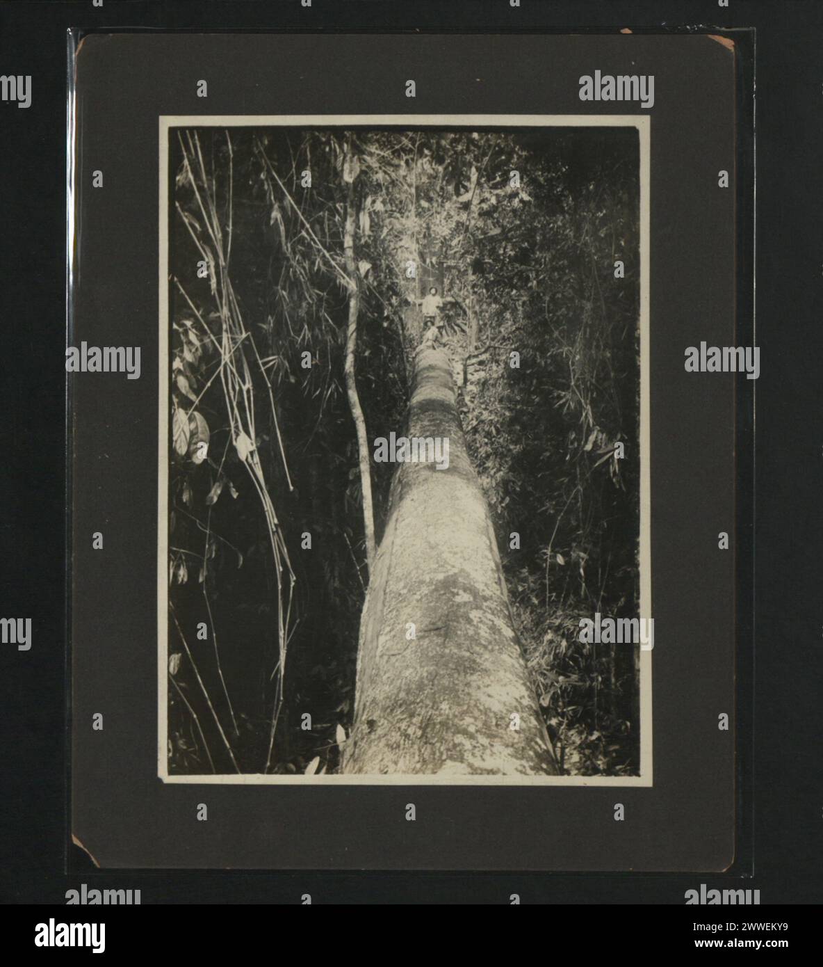 Description: Large kapor tree - 86 feet to the first limb. China Borneo ...