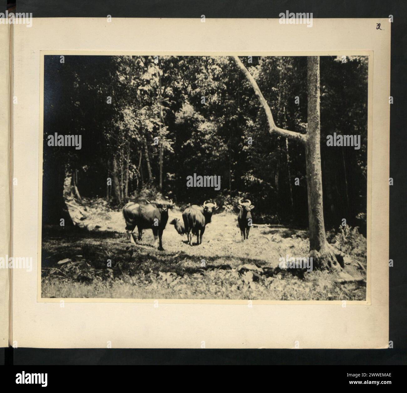 Description: Photographs of Seladang, taken by chief game warden, Mr ...